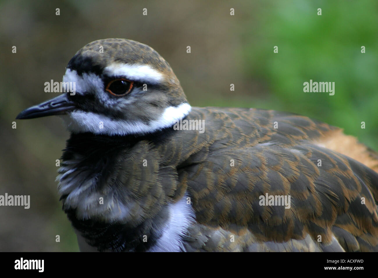 Portrait of Kildeer Stock Photo - Alamy