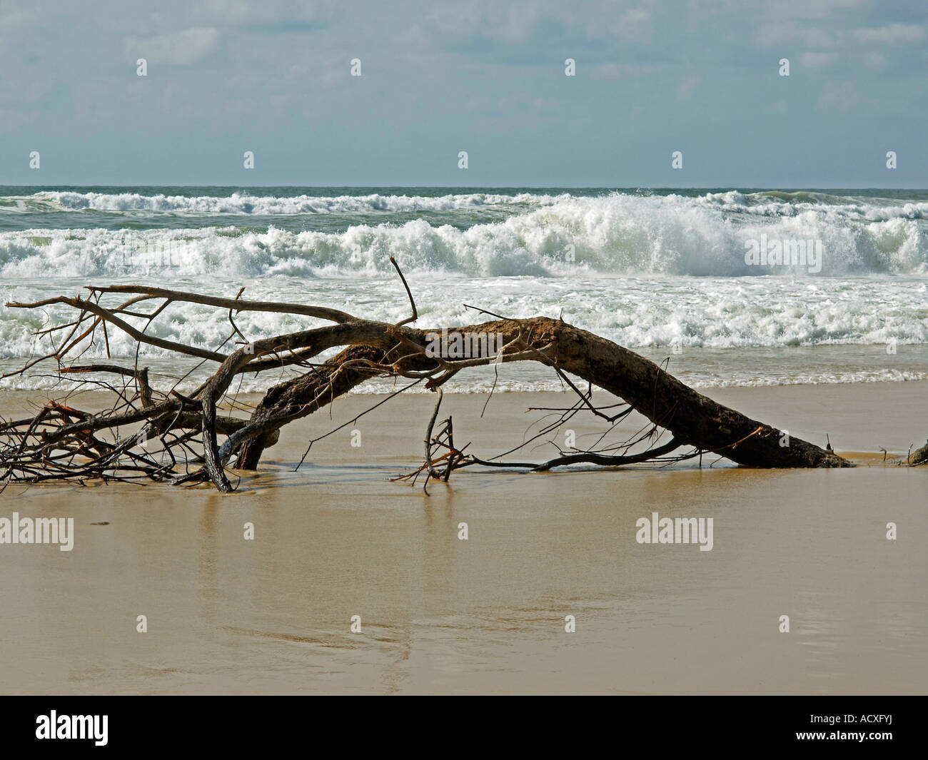 Atlantic Ocean stranded tree on the beach Stock Photo - Alamy