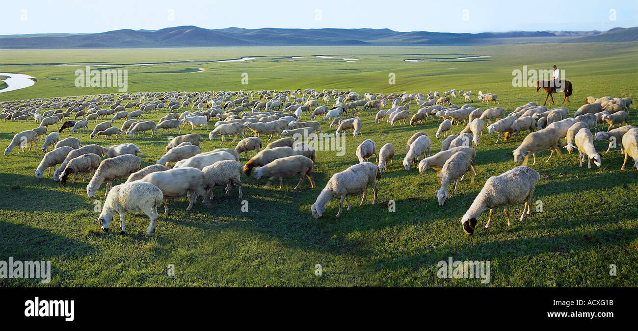 Rounding up sheep hi-res stock photography and images - Alamy