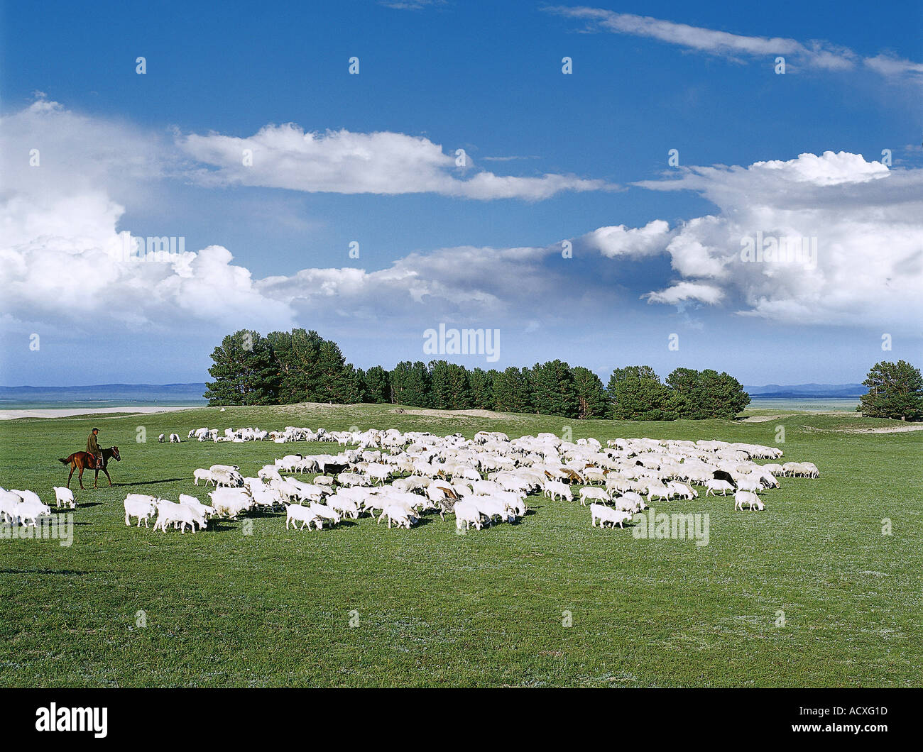 Shepherd on horseback rounding up herd of sheep Stock Photo - Alamy