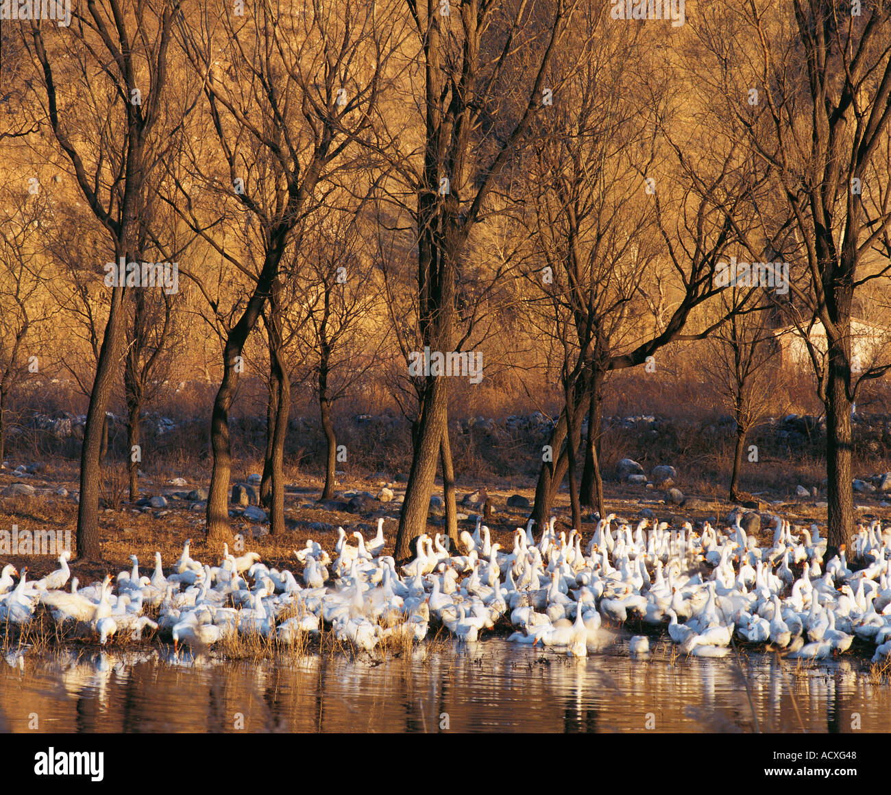 Asian goose hi-res stock photography and images - Alamy
