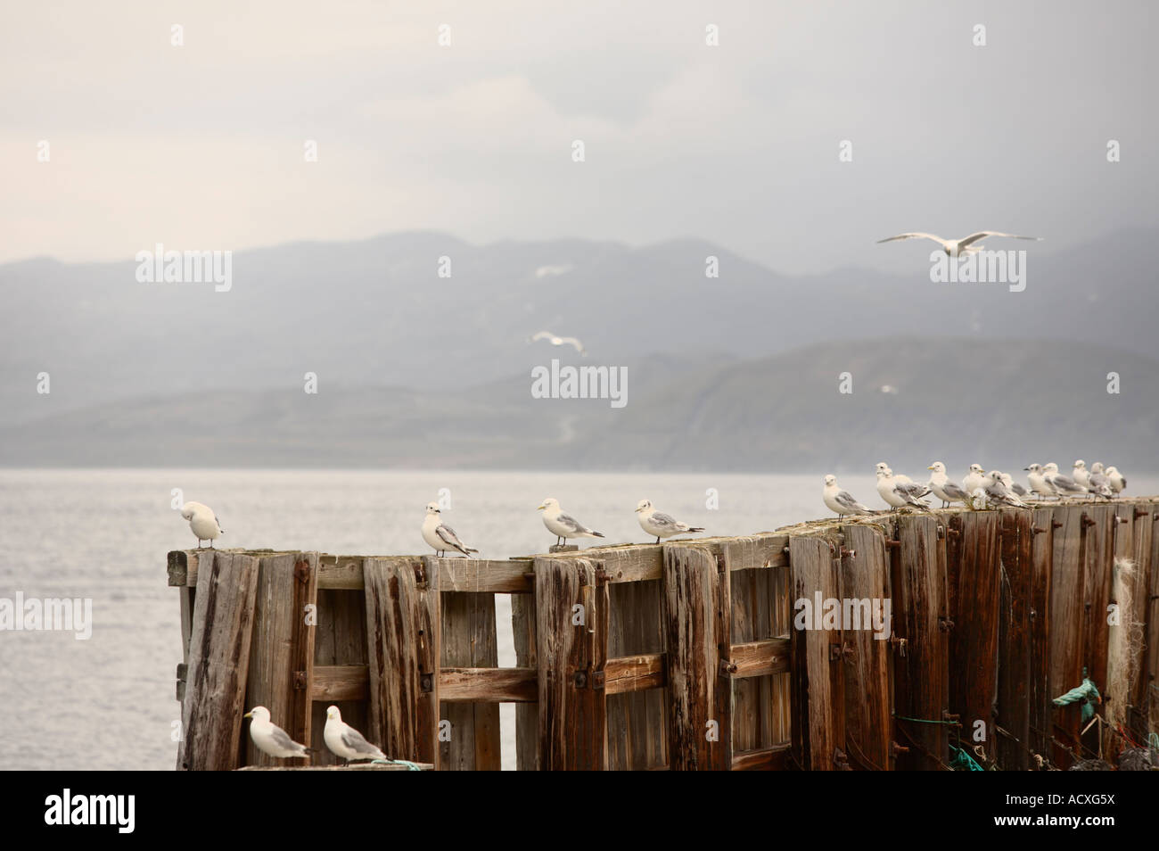 A wooden pier in Kvalsund Fjord, Finnmark county, Norway, Scandinavia ...