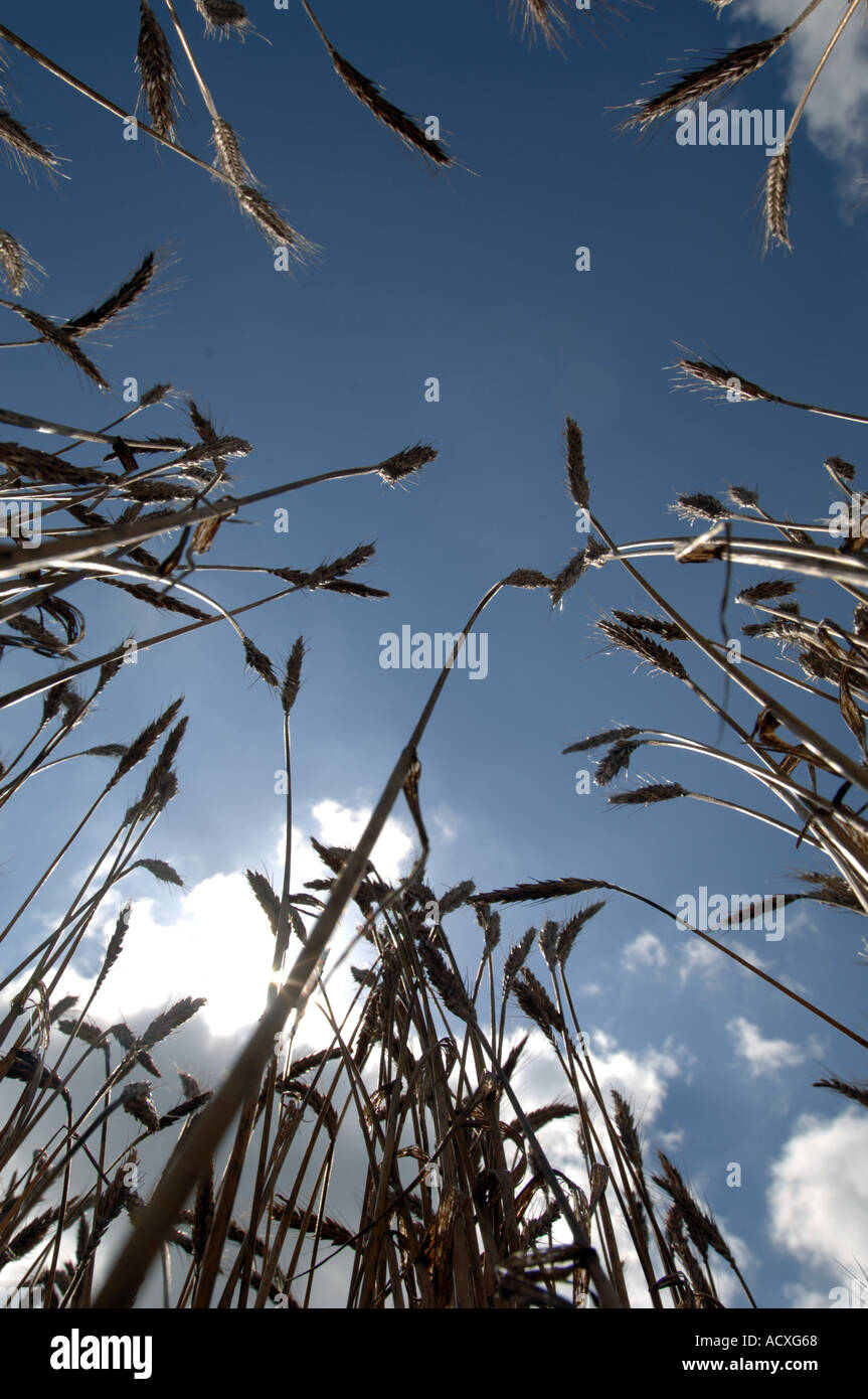 Upright stalks hi-res stock photography and images - Alamy