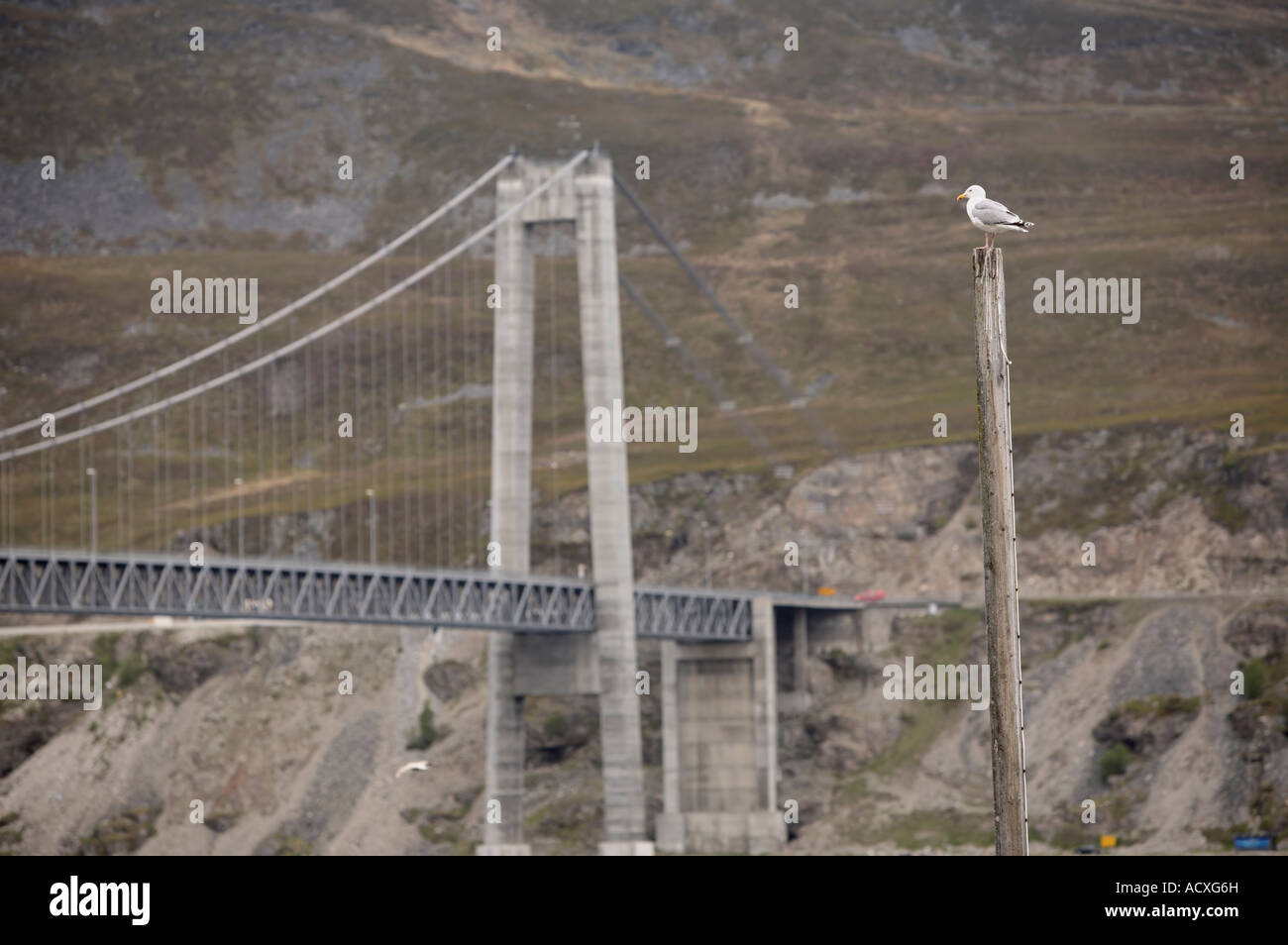 Kvalsundbrua - Kvalsund bridge, and a Common Seagull (Larus canus) on a ...