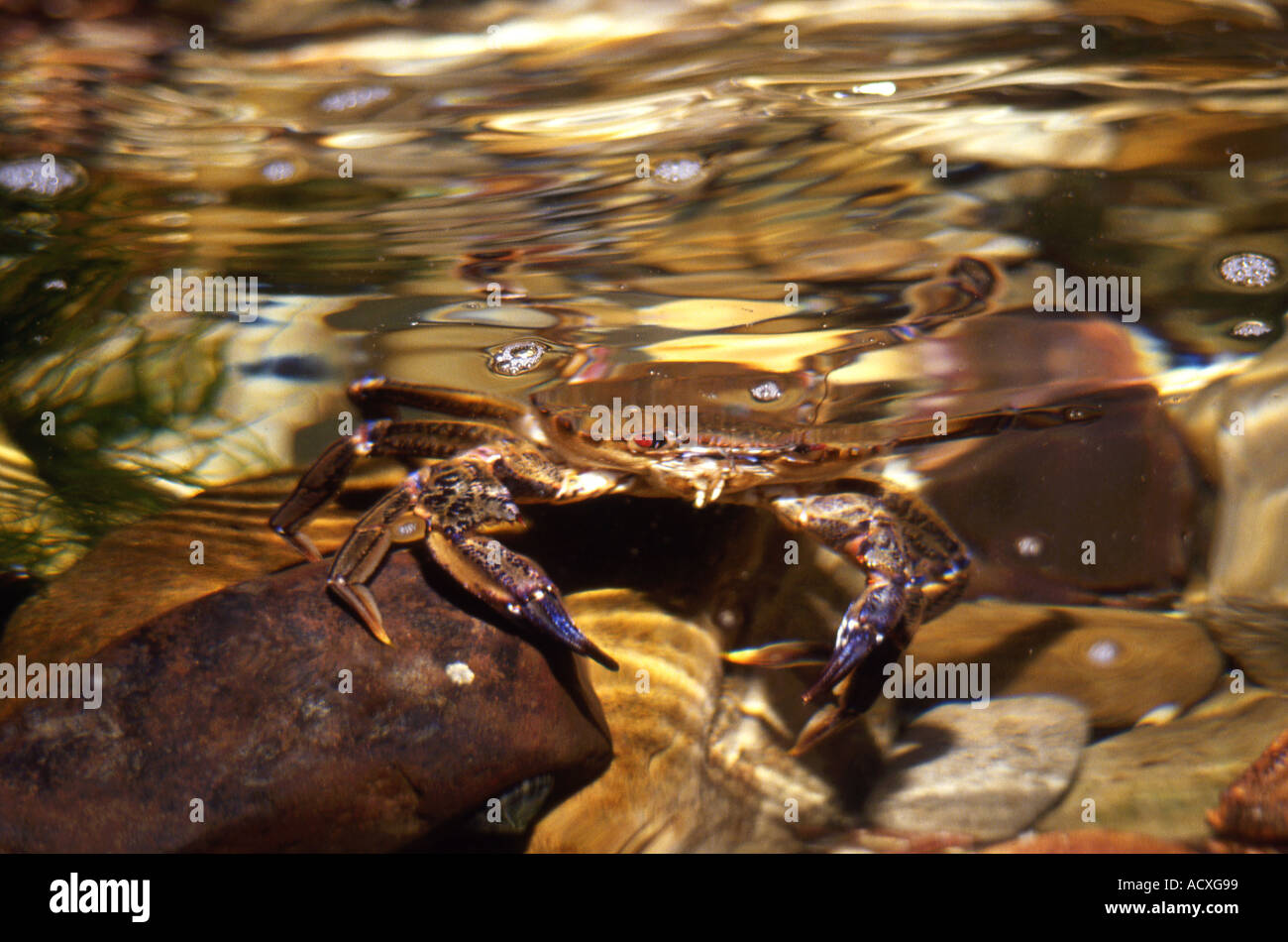 Shore crab under water in tank in Sealife center Stock Photo - Alamy