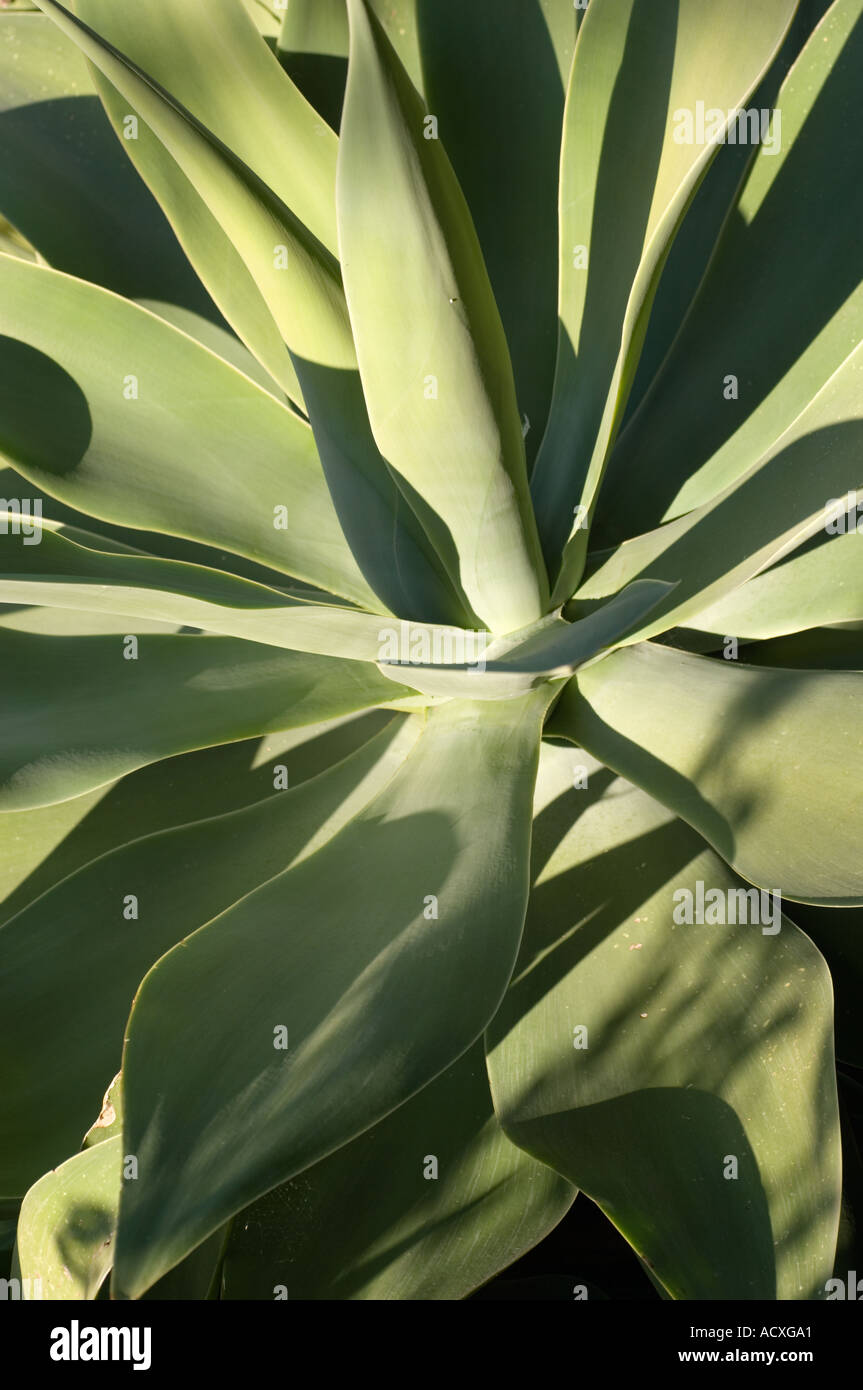 Color vertical image of the detail of an agave plant on Taormina Italy ...