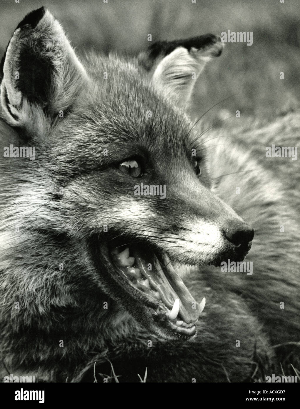 Head of a Vixen Female Fox Stock Photo - Alamy