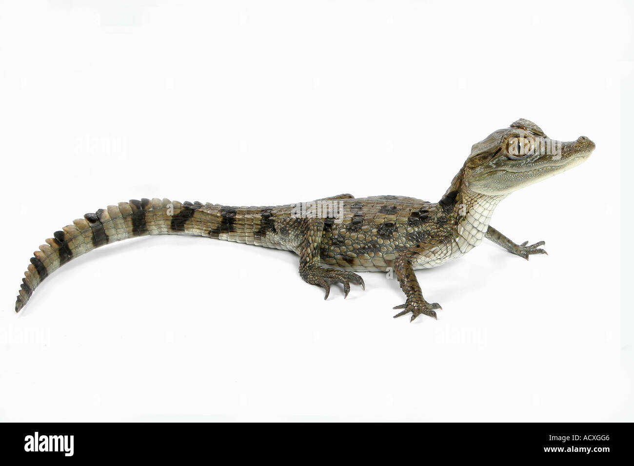 Juvenile caiman hi-res stock photography and images - Alamy