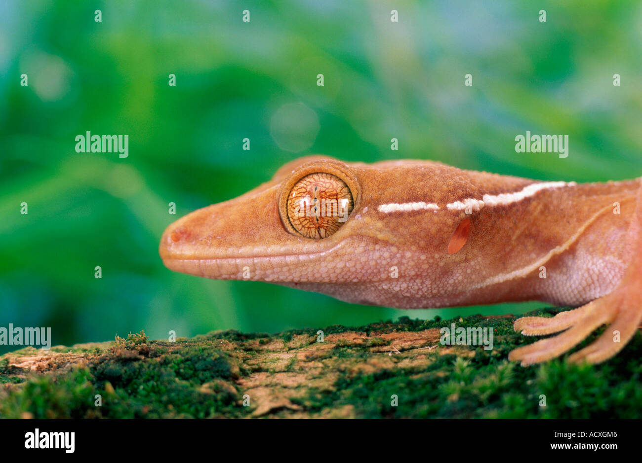 Gekko vittatus hi-res stock photography and images - Alamy