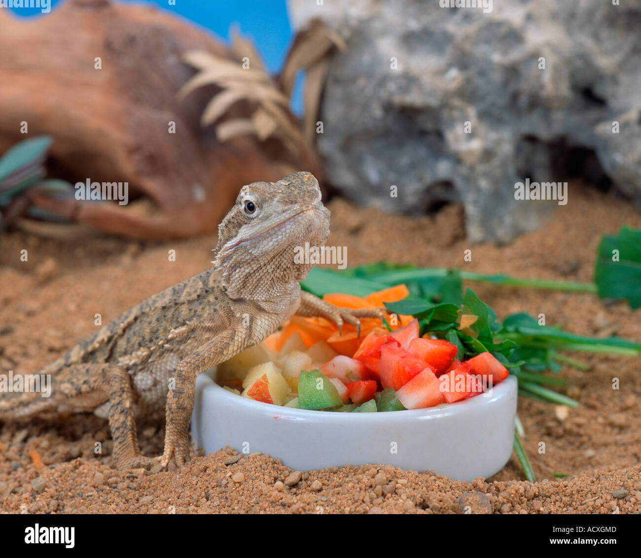 Huehuehue Lizard