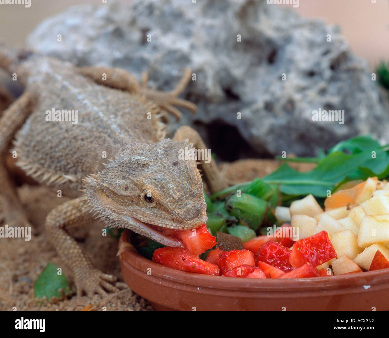 Bearded dragon eating hi-res stock photography and images - Alamy