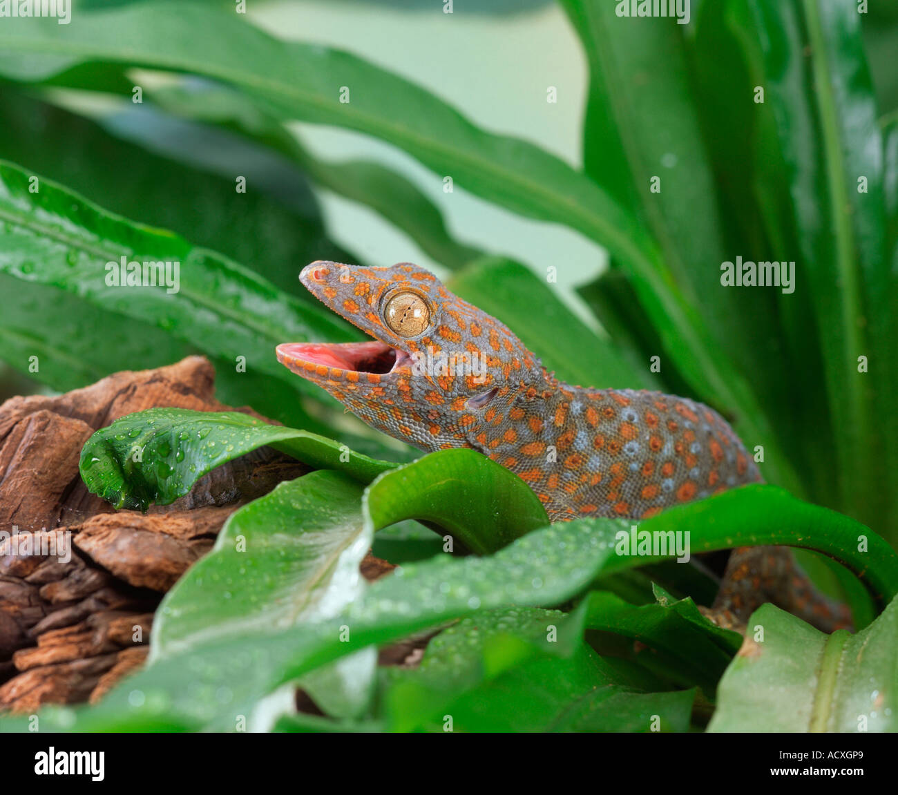 Common Tokay Gecko Stock Photo - Alamy