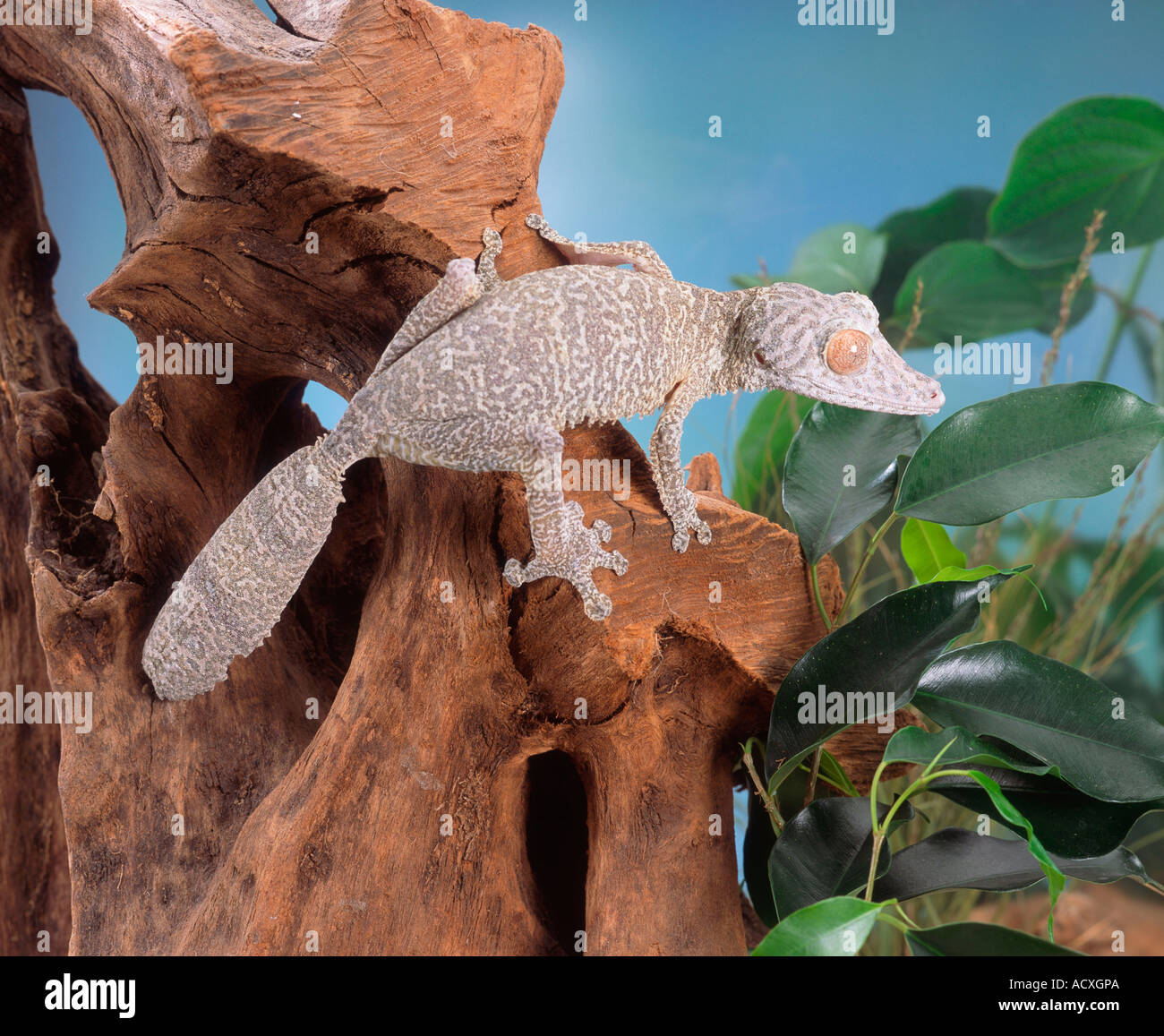 Henkels leaf tailed gecko hi-res stock photography and images - Alamy
