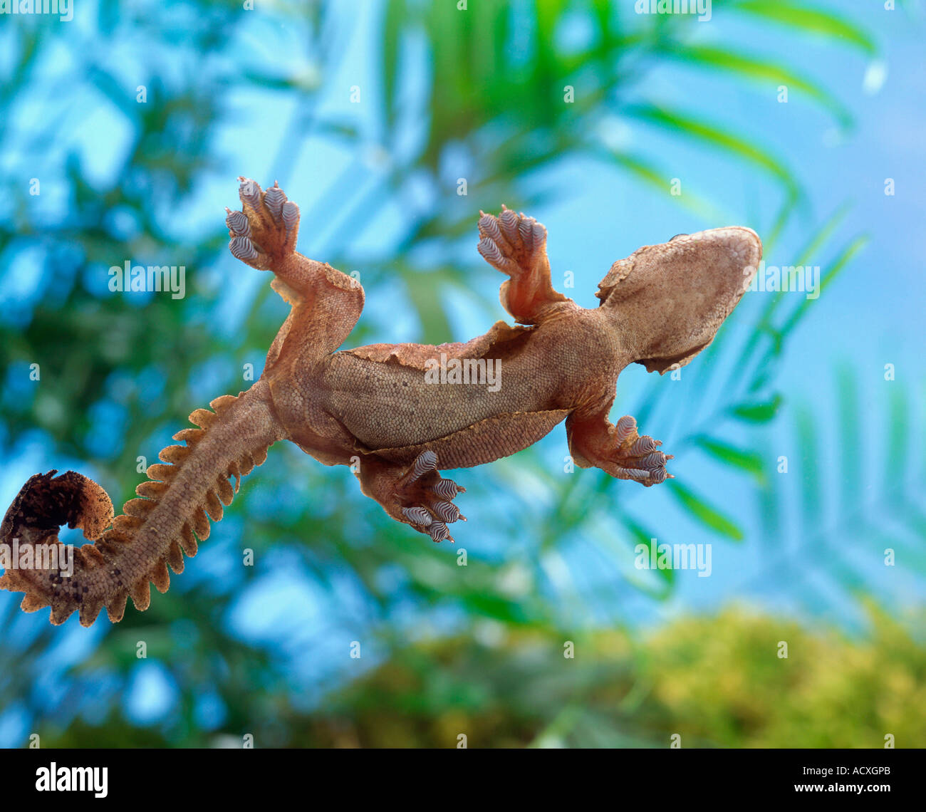 Flying gecko hi-res stock photography and images - Alamy
