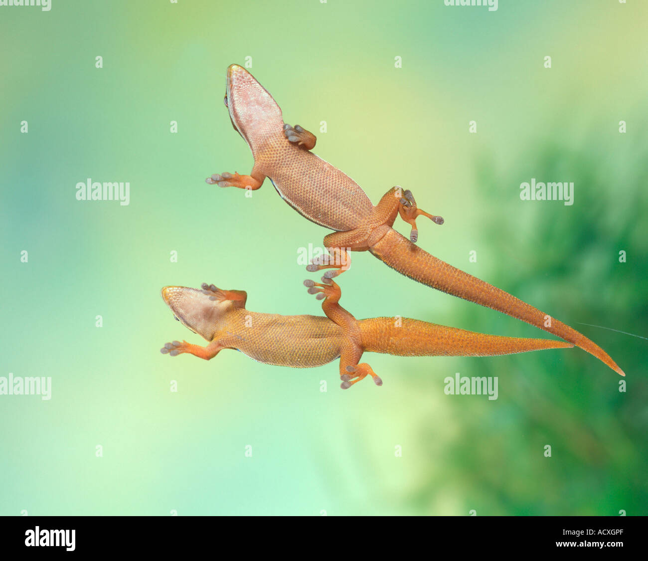 Gold Dust Day Gecko Stock Photo - Alamy