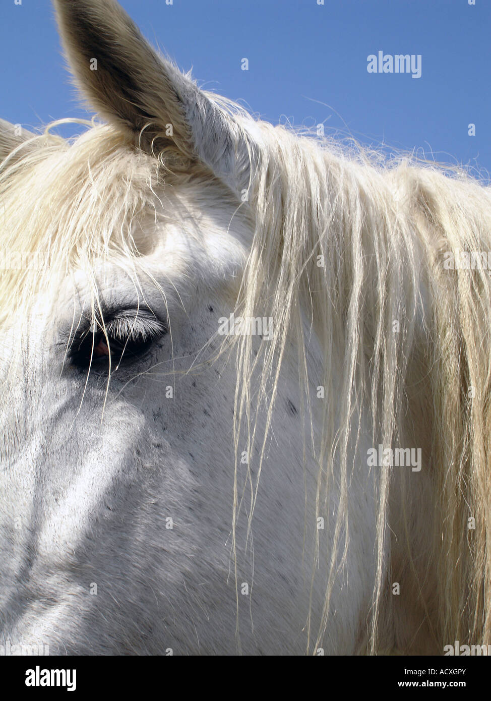 Grey shire horse hi-res stock photography and images - Alamy