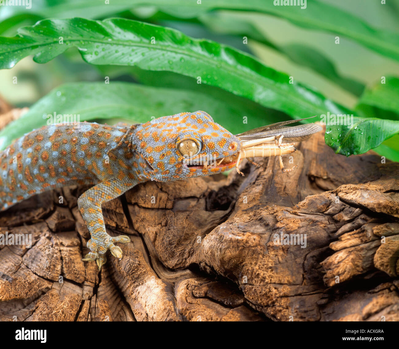 Common Tokay Gecko Stock Photo - Alamy