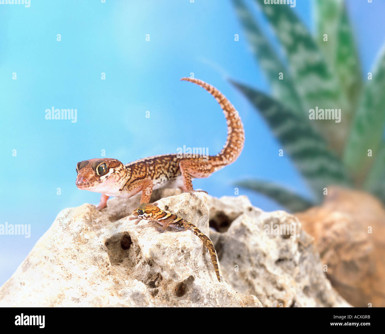 Madagascar Ground Gecko Stock Photo - Alamy