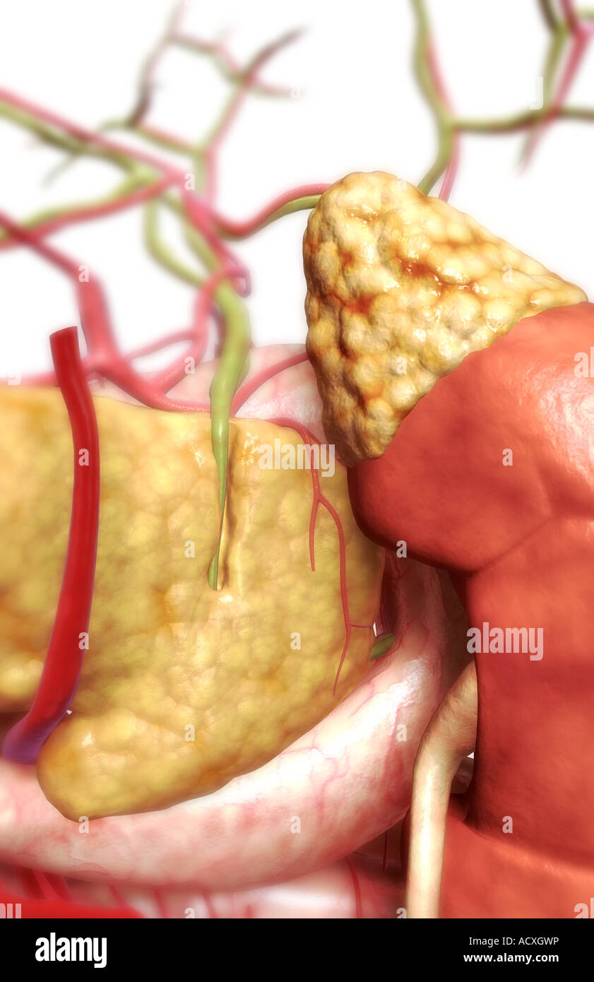 Human digestive back view hi-res stock photography and images - Alamy