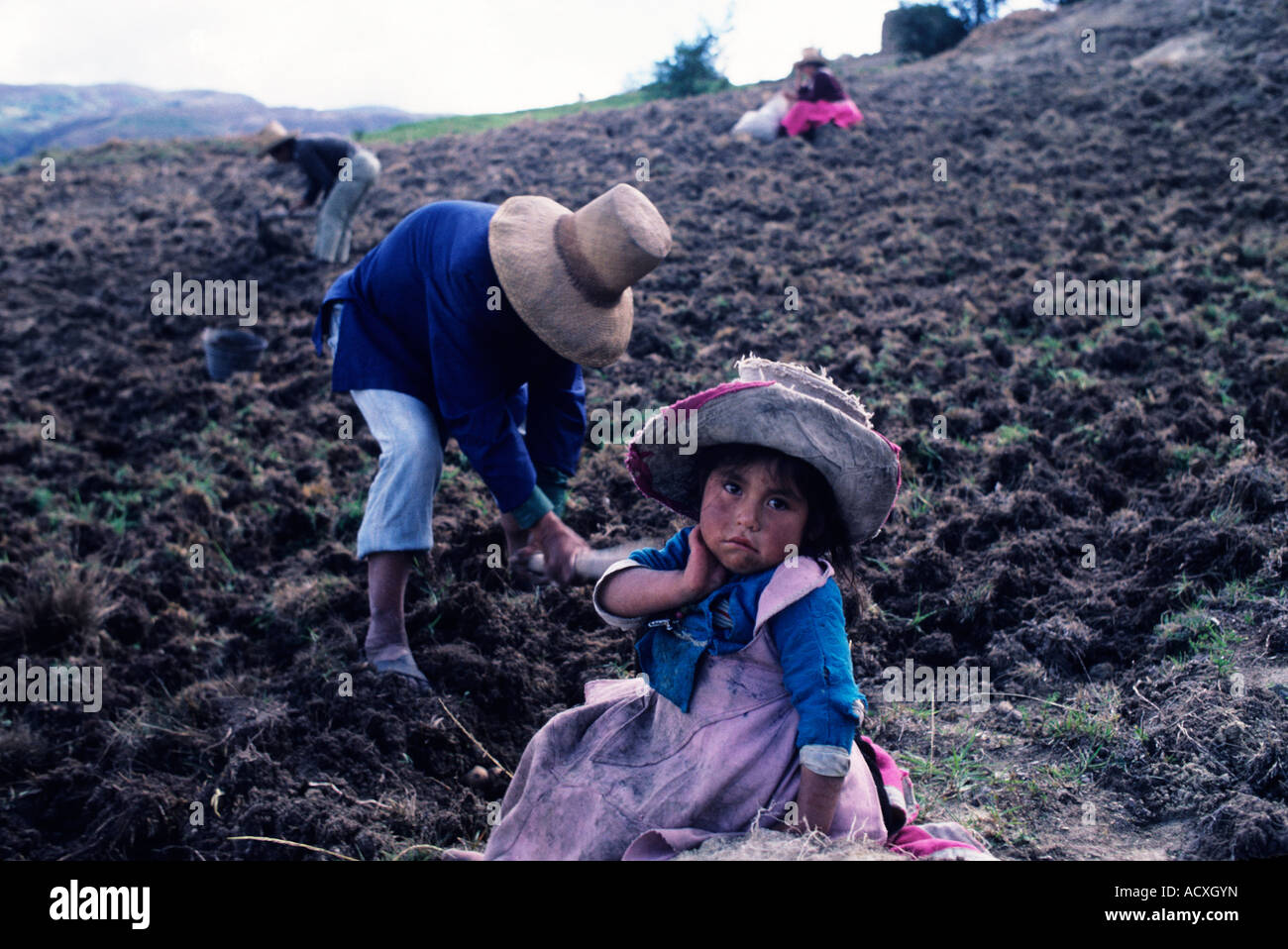 Peru Family harvesting potatoes Stock Photo - Alamy