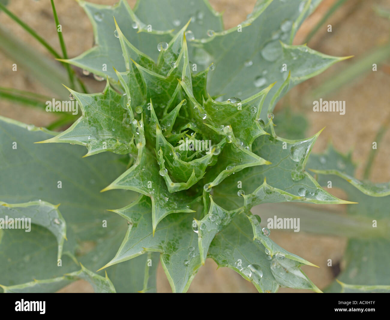 dune vegetation plants growing on sand thistle Stock Photo - Alamy