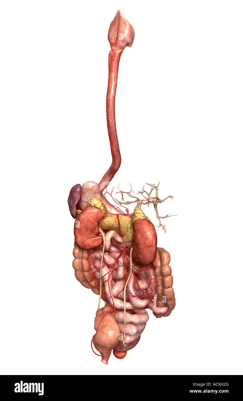 Kidneys and gastrointestinal system hi-res stock photography and images ...