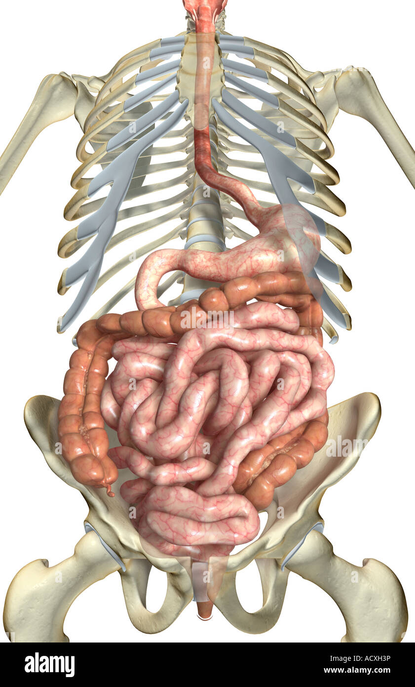 The digestive system Stock Photo - Alamy