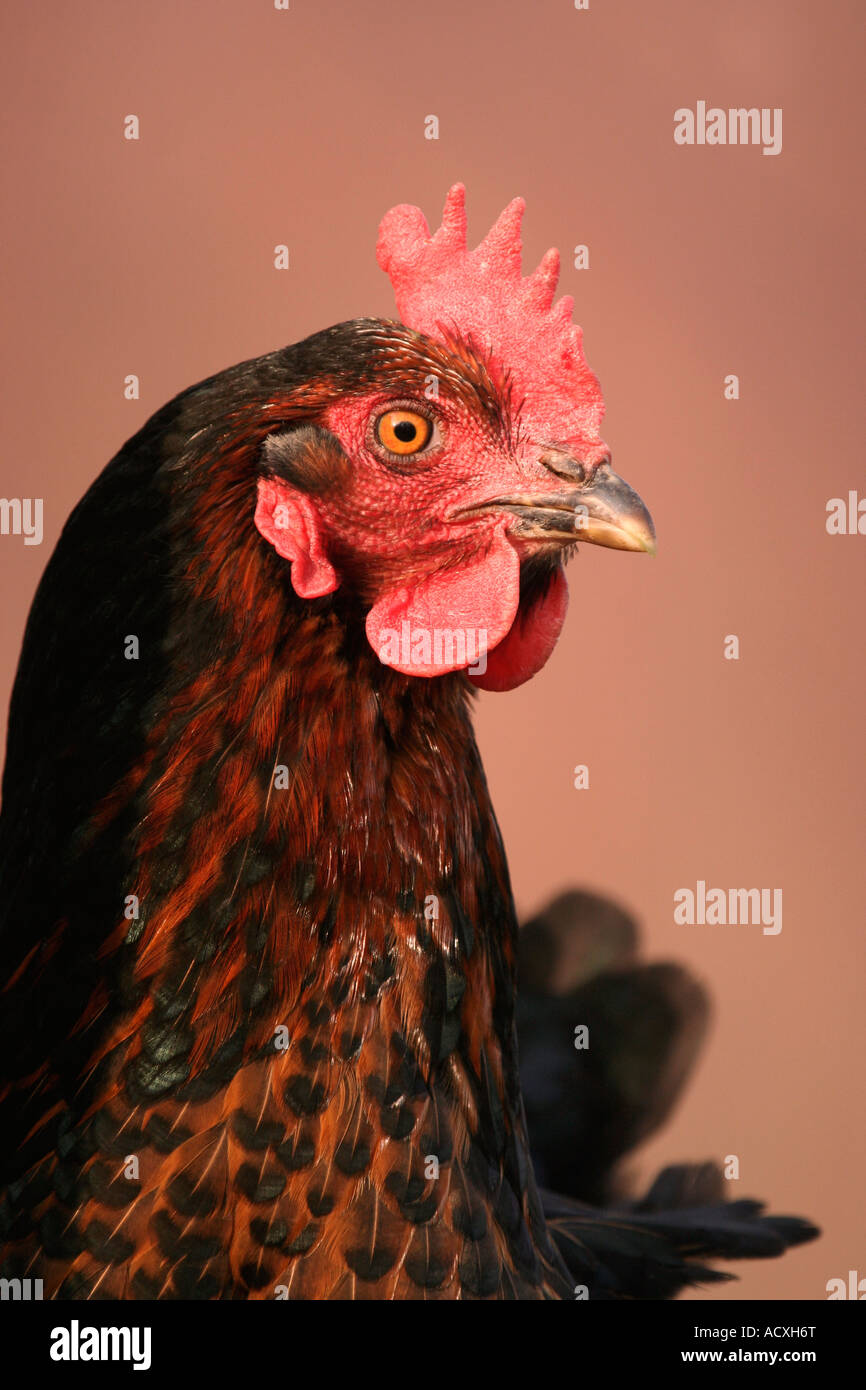 Portrait of Black rock hen with diffuse autumnal coloured background ...