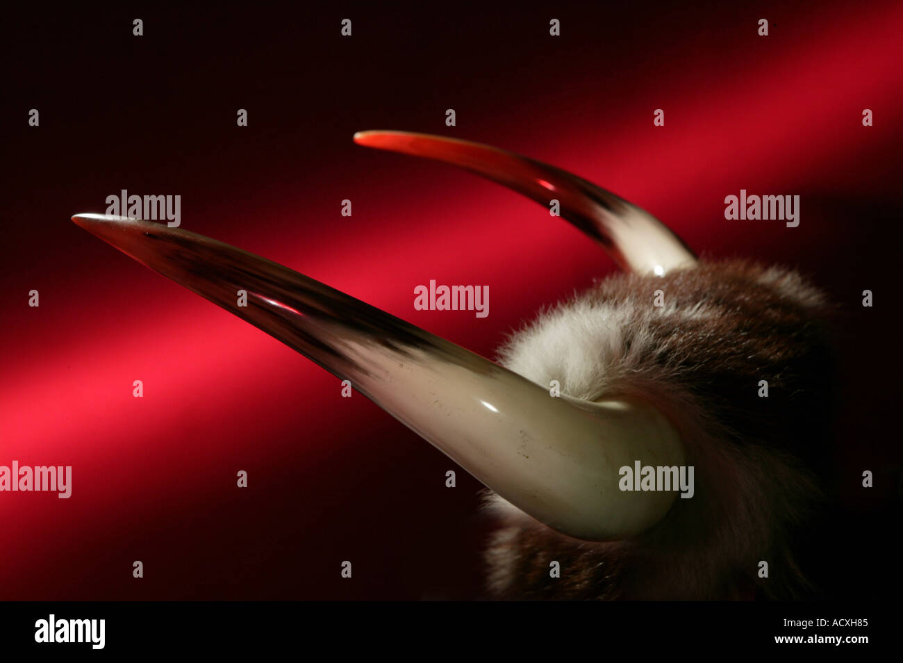 China horns hi-res stock photography and images - Alamy