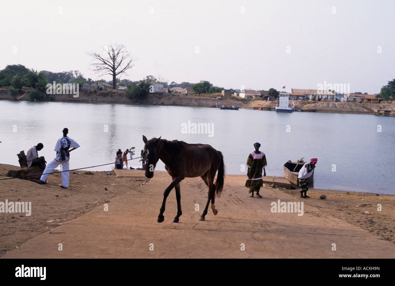 Gambia Rural life Horse on slipway in front of ferrying docking point ...