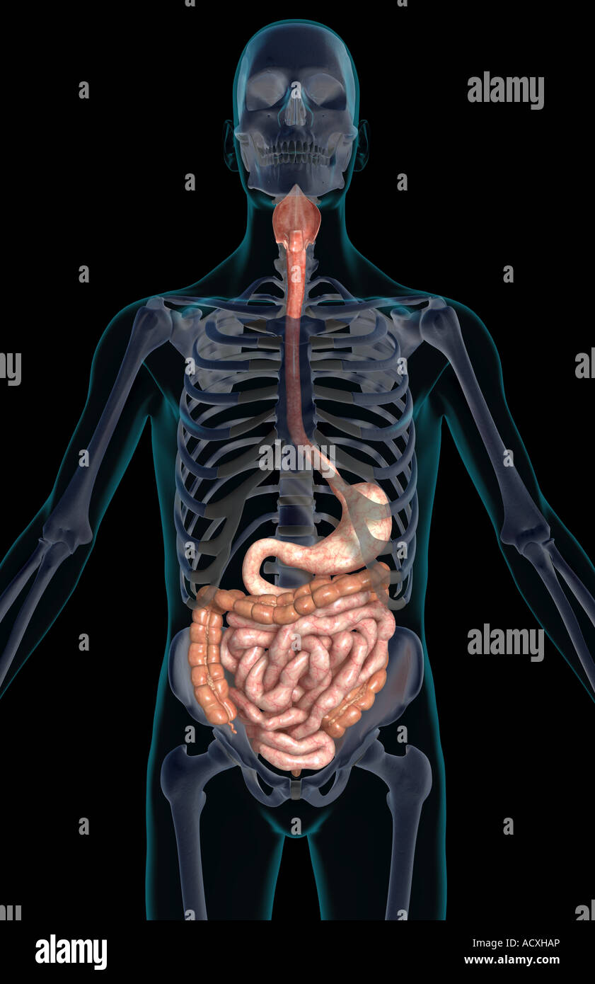 The digestive system Stock Photo - Alamy