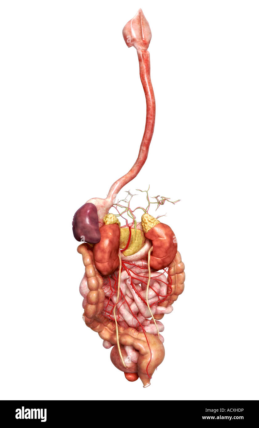 Human digestive small intestine back hi-res stock photography and ...