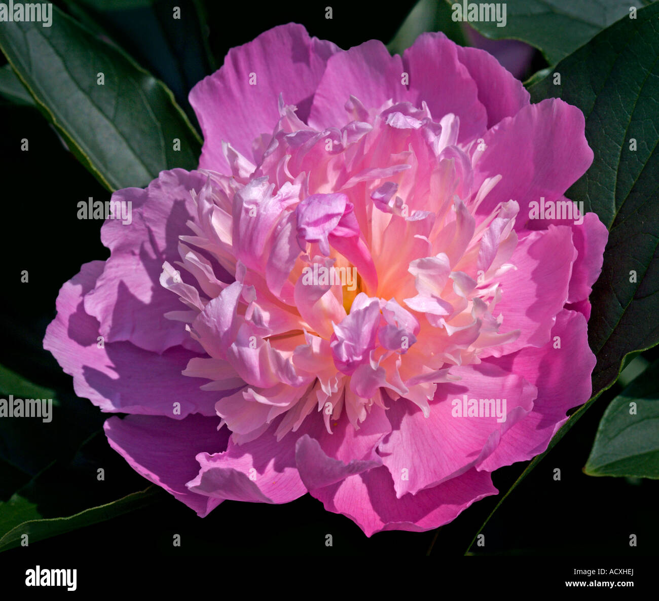 Paeonia mrs edward harding hi-res stock photography and images - Alamy