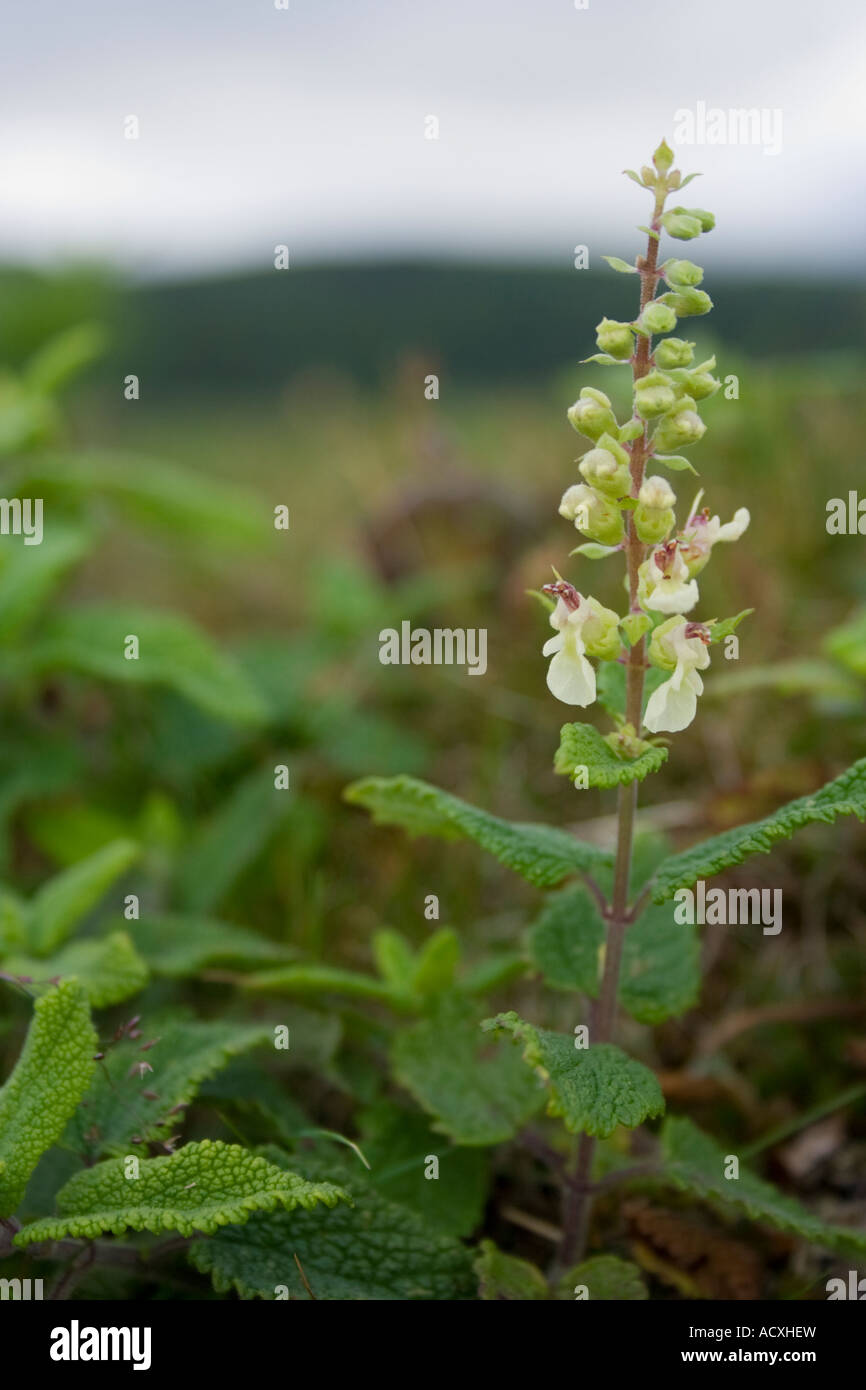 Family labiatae hi-res stock photography and images - Alamy