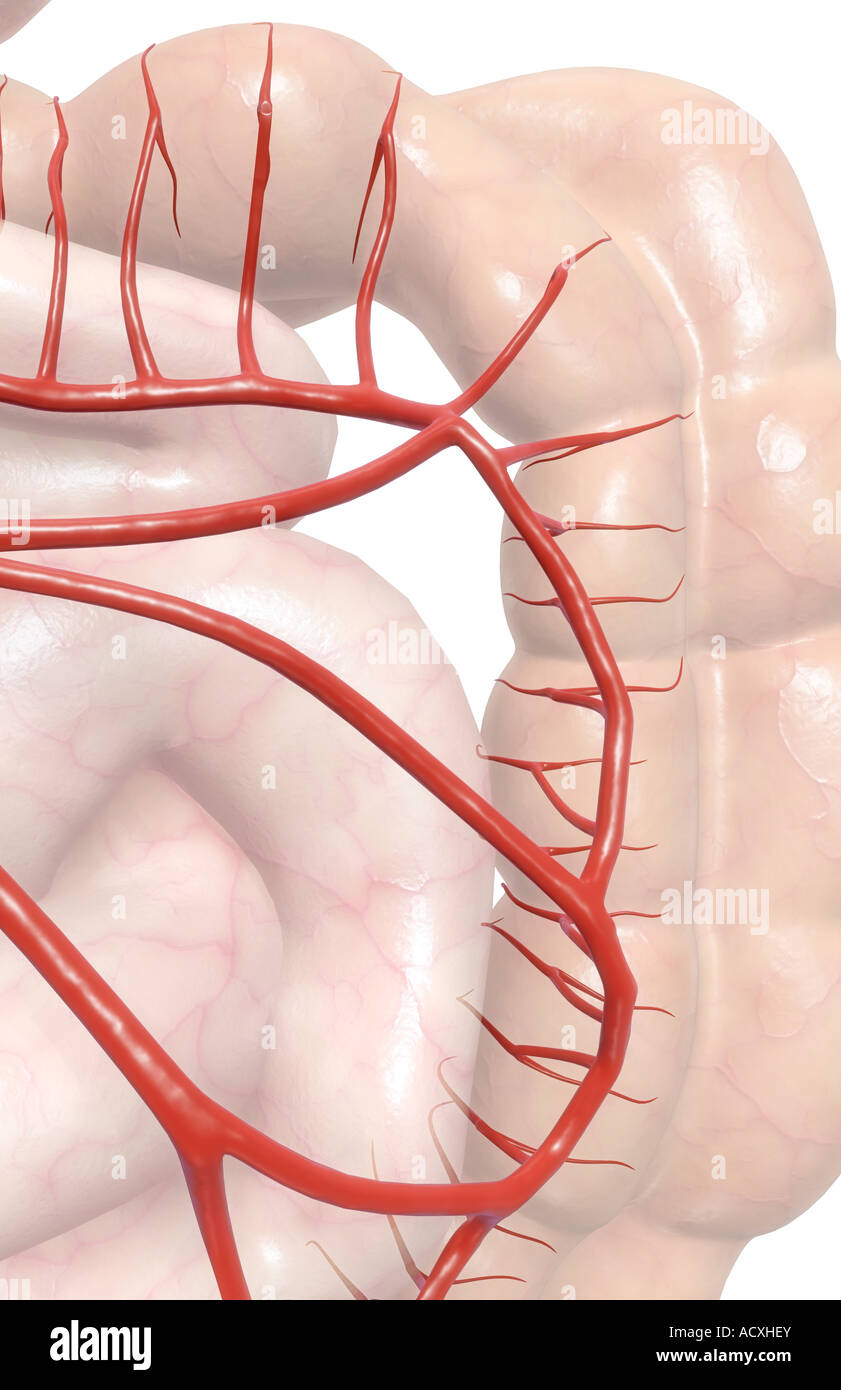 Mesenteric artery hi-res stock photography and images - Alamy