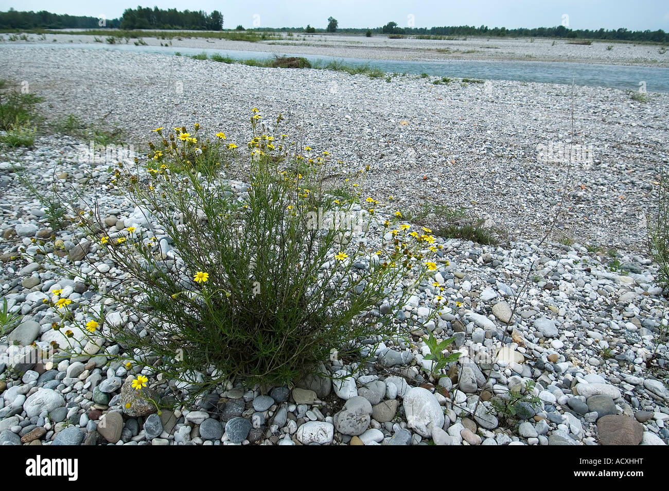 the river bank Stock Photo - Alamy