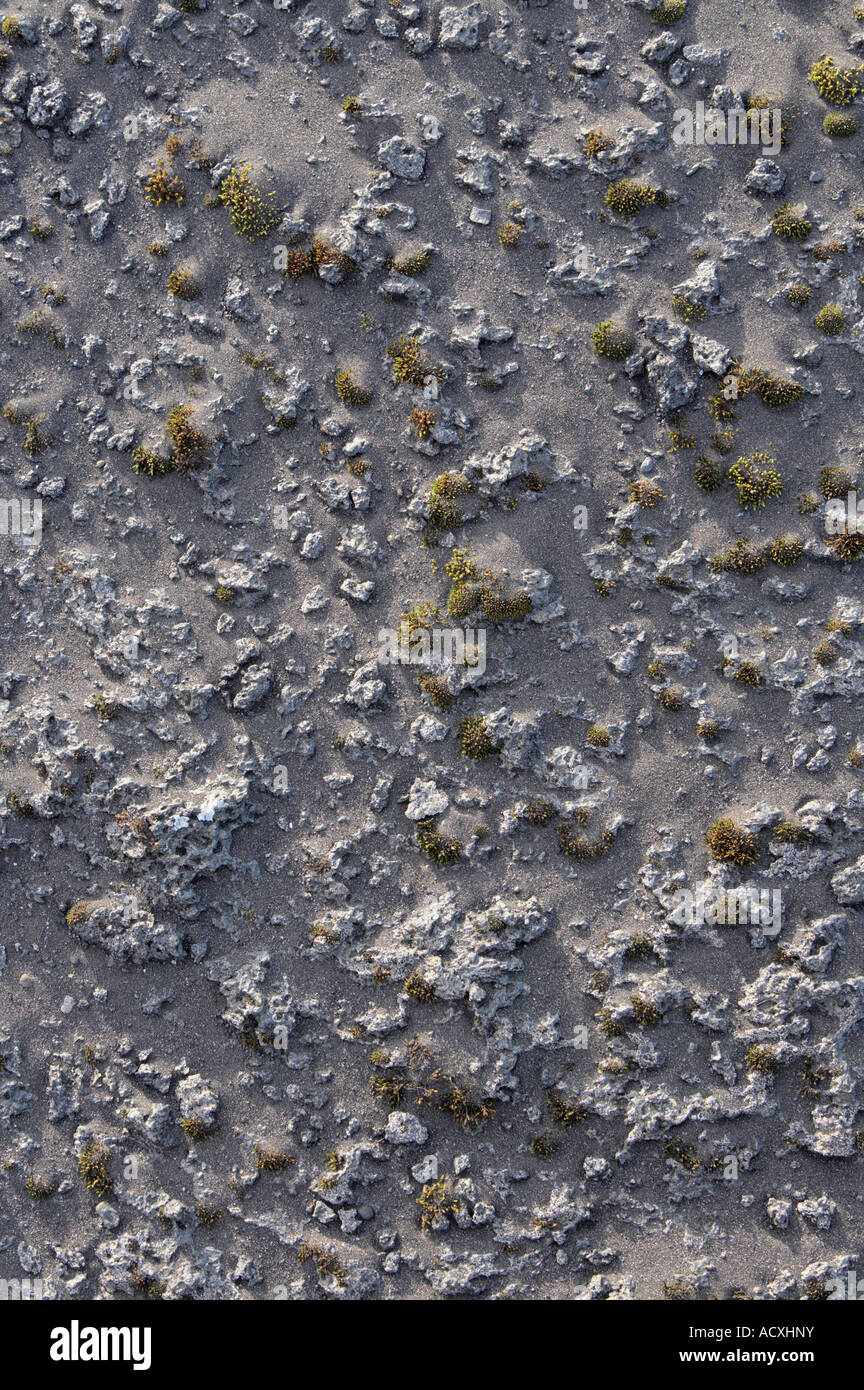 Moss and black volcanic sand on porous volcanic rock at Skeidararsandur ...