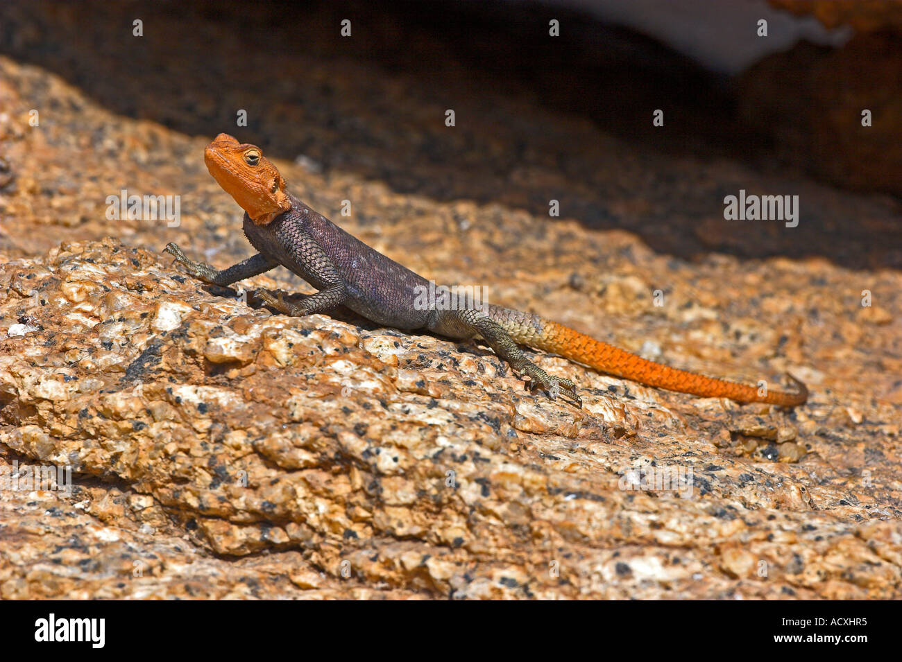 Common Agama Stock Photo - Alamy