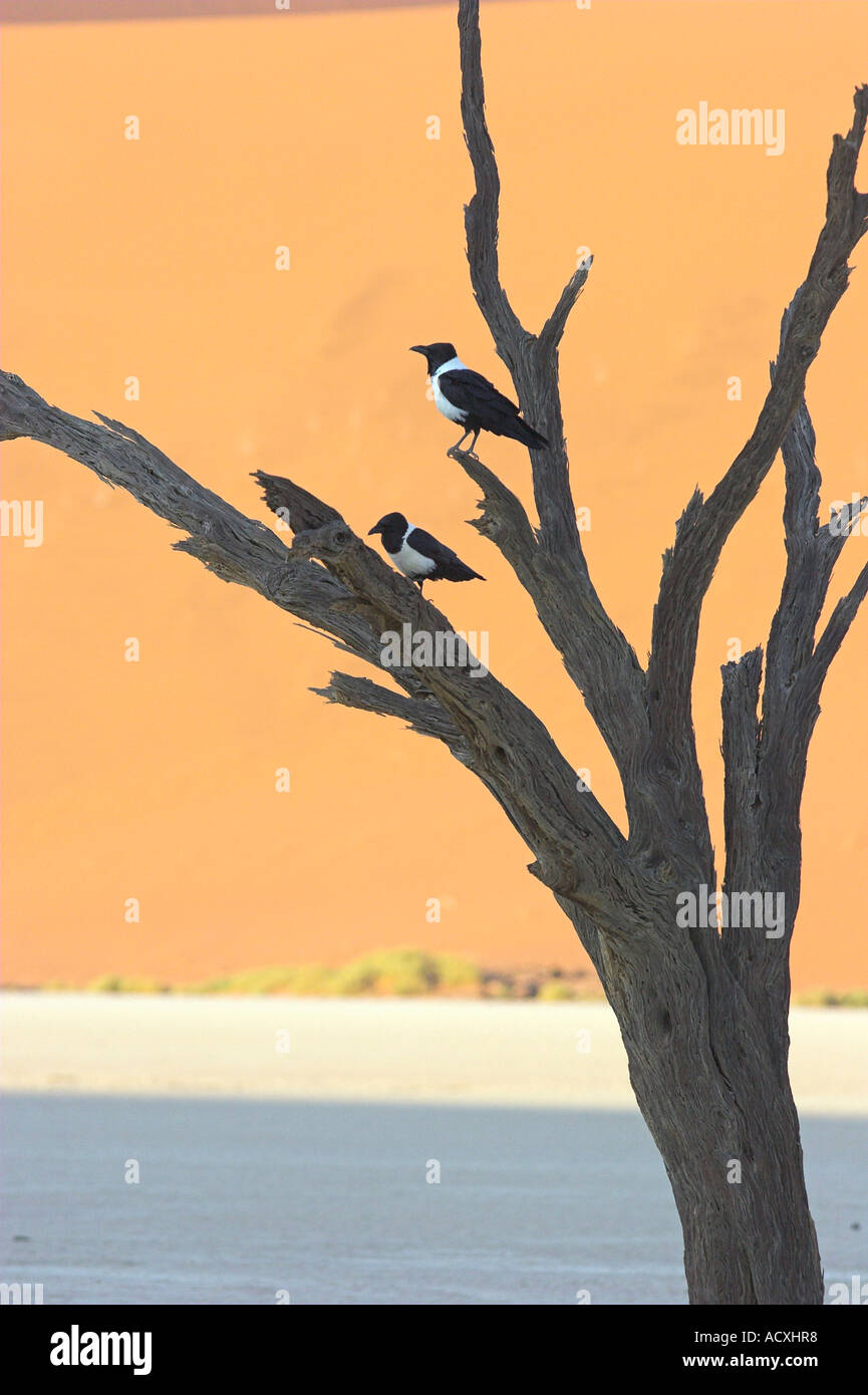 Two pied crows hi-res stock photography and images - Alamy