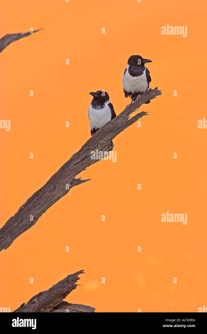 Two pied crows hi-res stock photography and images - Alamy