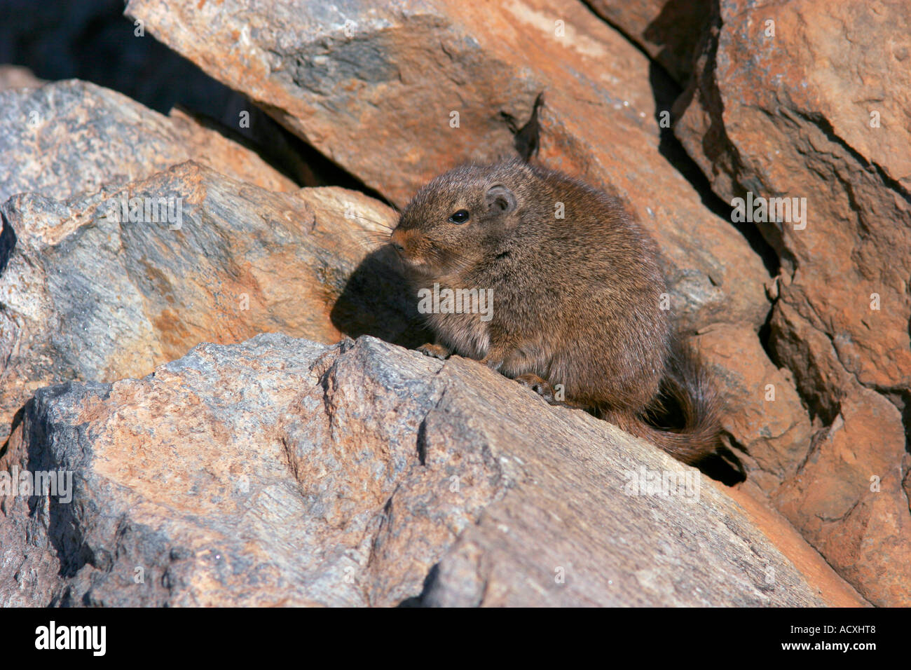 Dassie rat hi-res stock photography and images - Alamy