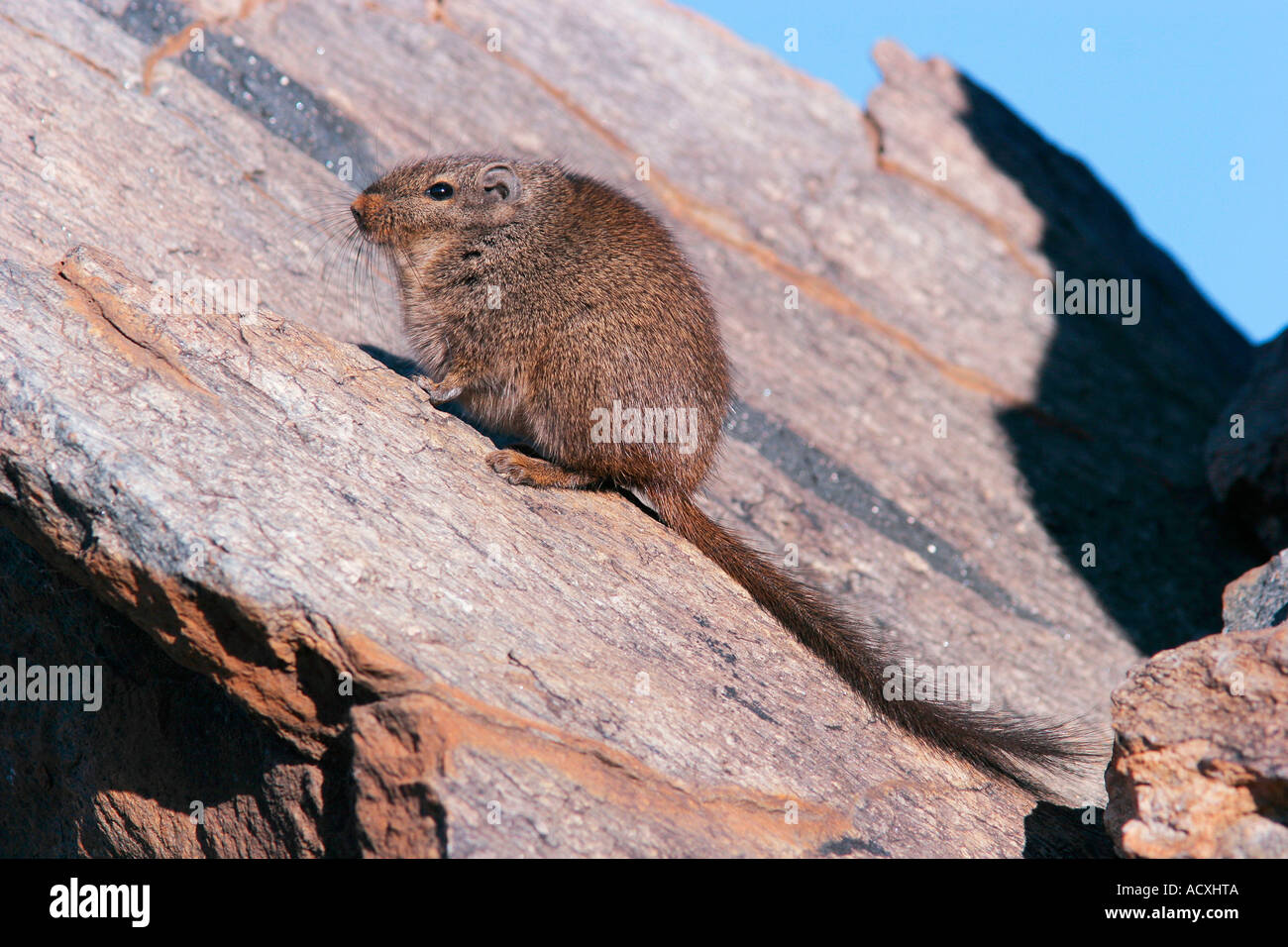 Dassie rat hi-res stock photography and images - Alamy