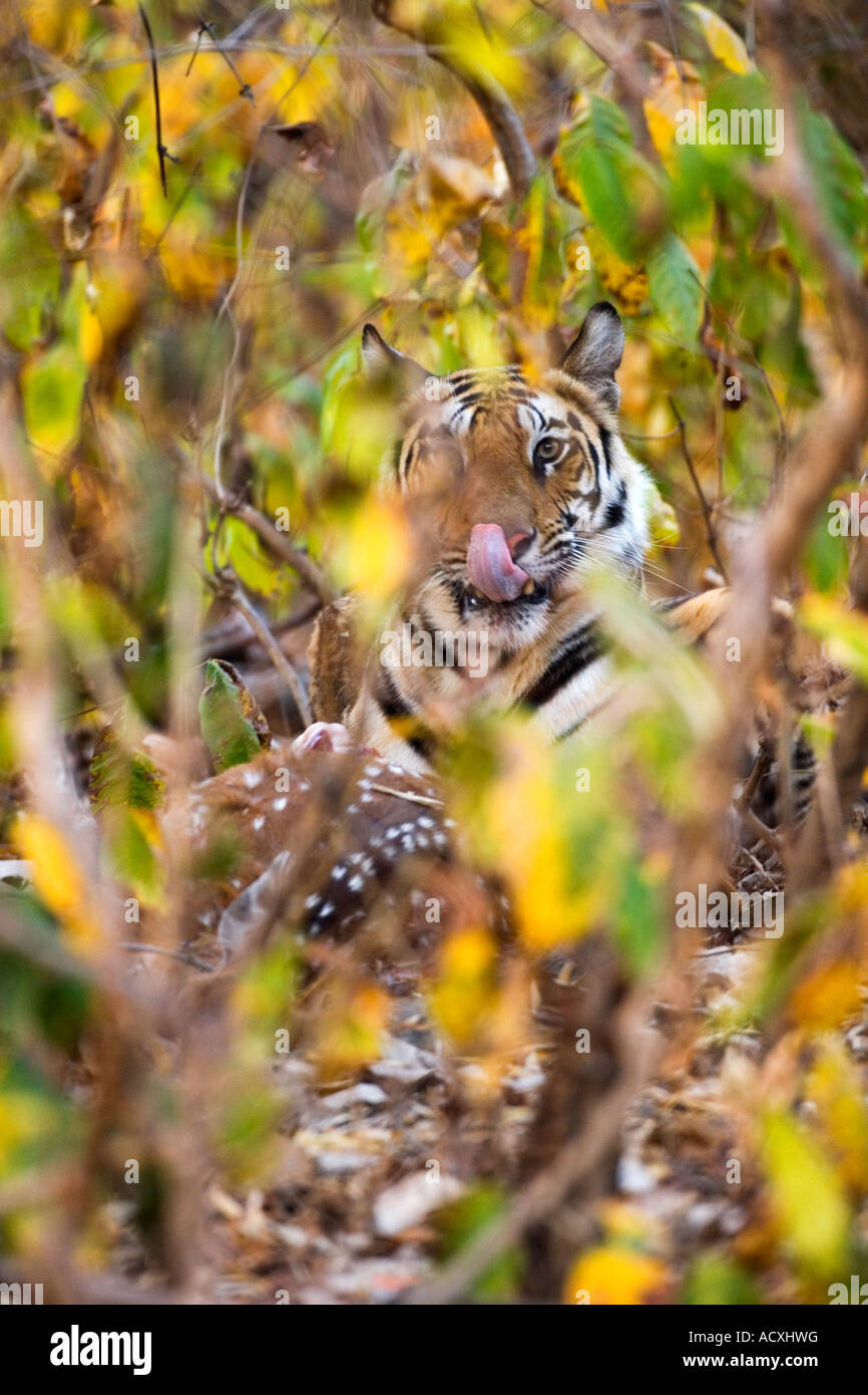 Wild Royal Bengal indian tiger eating kill of spotted deer in ...