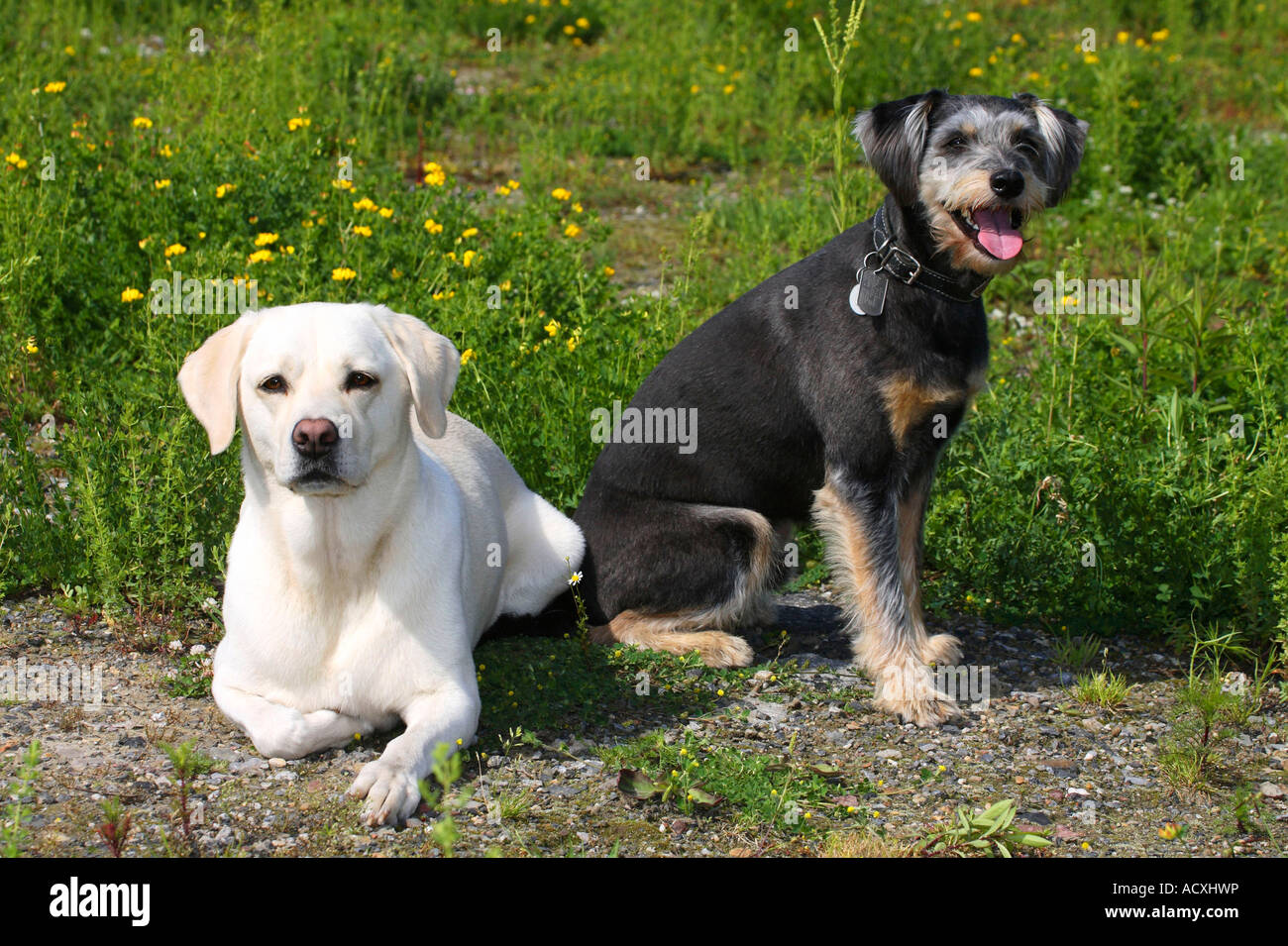 Labrador Retriever and Mixed Breed Dog Stock Photo - Alamy