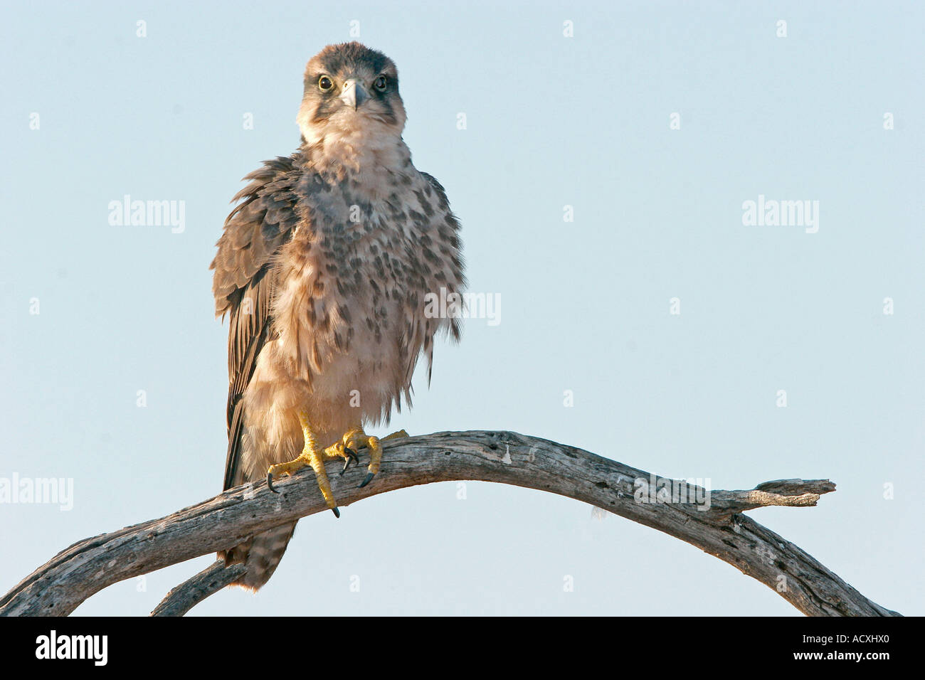Lanner Falcon Stock Photo - Alamy