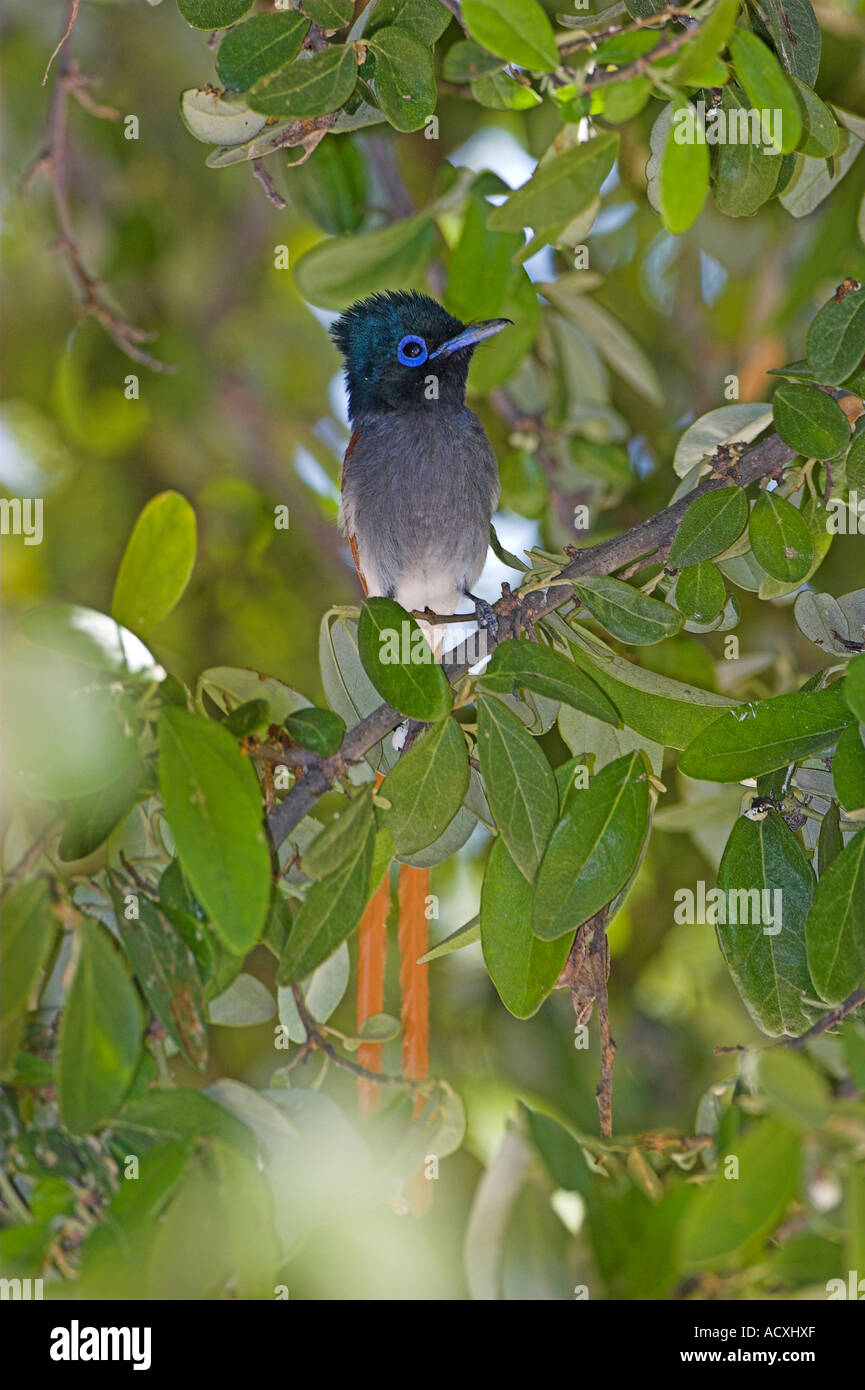 African Paradise Flycatcher Stock Photo - Alamy