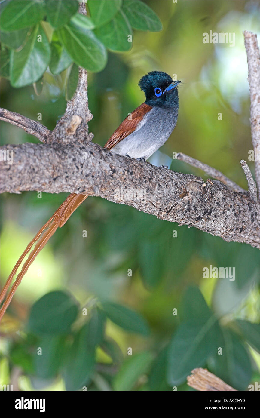 African Paradise Flycatcher Stock Photo - Alamy