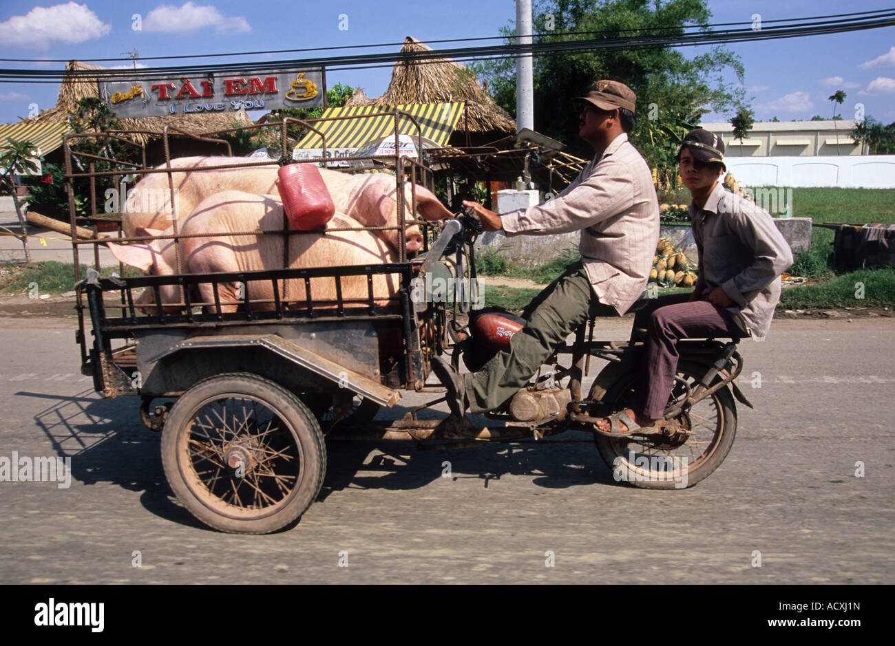 Vietnam pig transportation hi-res stock photography and images - Alamy