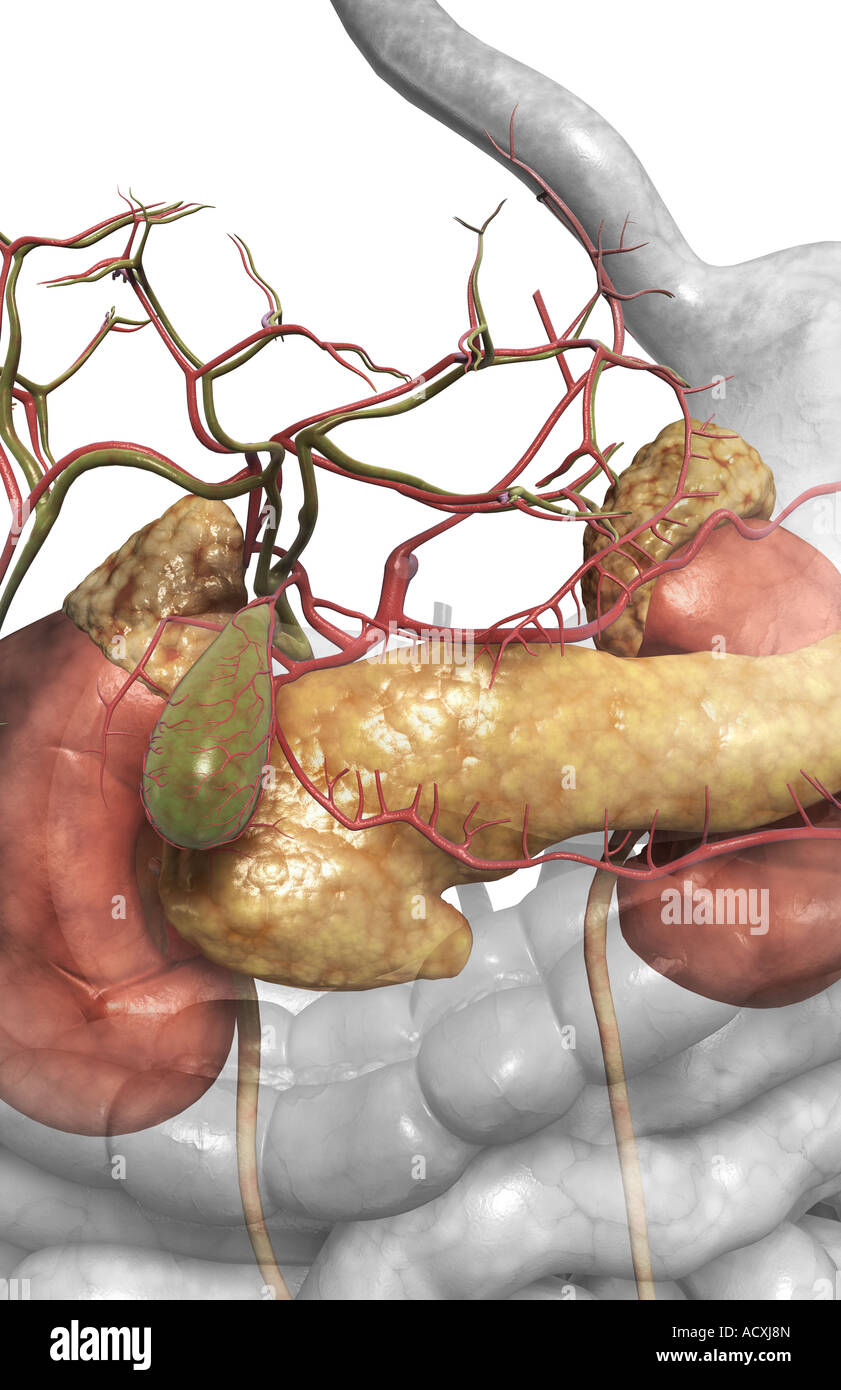 Accessory digestive organs Stock Photo - Alamy