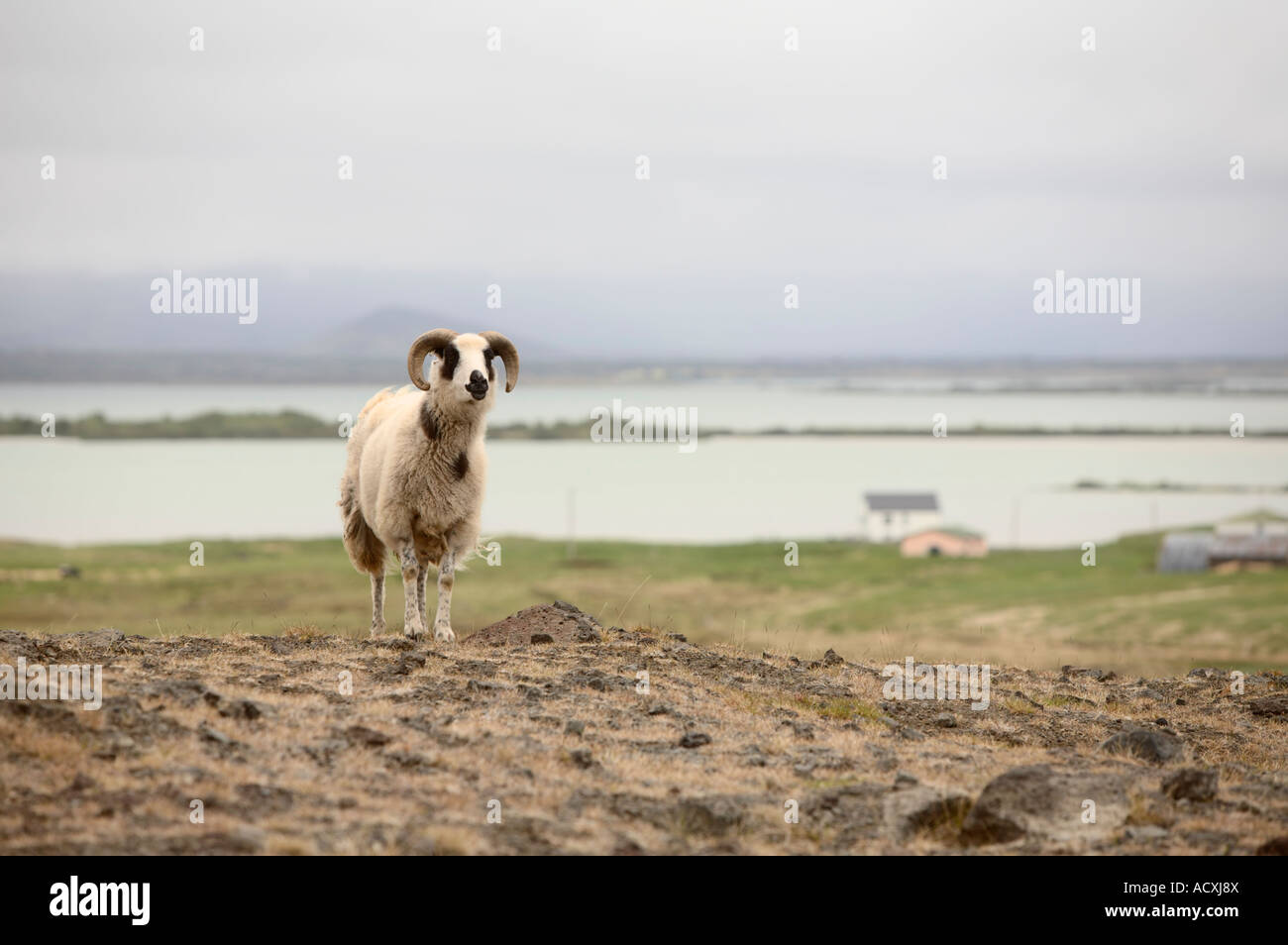 Icelandic Sheep ram standing on a hill at Myvatn, Iceland Stock Photo ...
